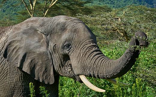 Wilderness - Give Love for Saving World Animals